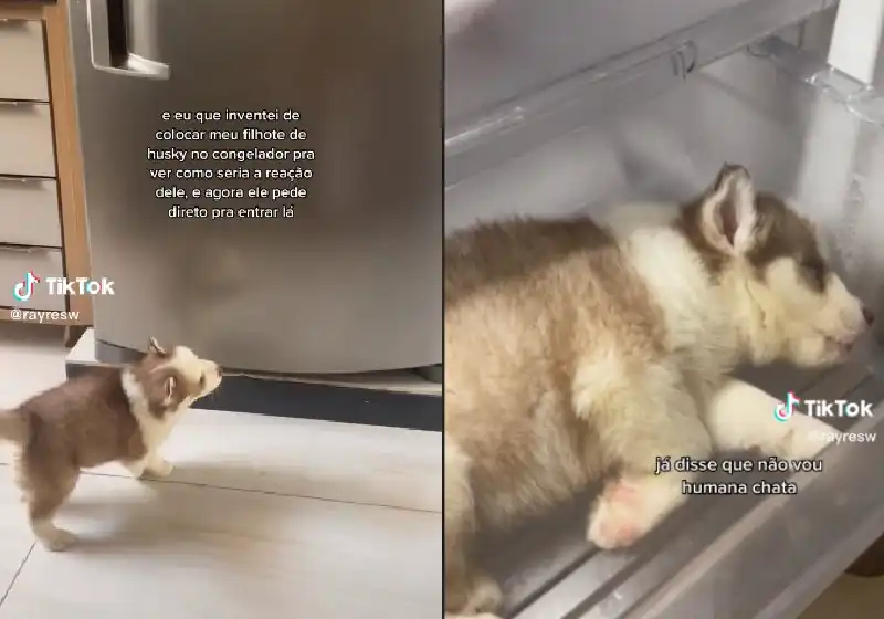 Filhote de husky se refresca na geladeira no calor do Nordeste e vídeo ...